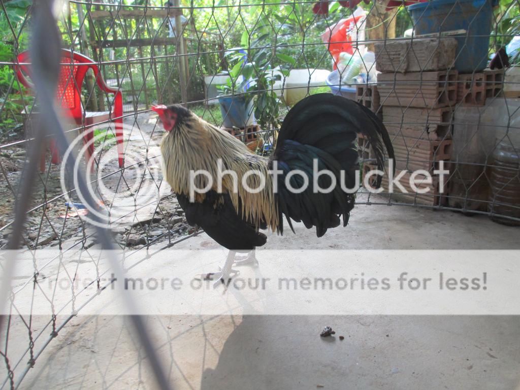 Gà - - tre my , tre peru my thanh lý | 5giay