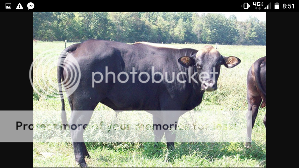 Very interesting hybrid..... | CattleToday.com - Cattle, Cow & Ranching ...